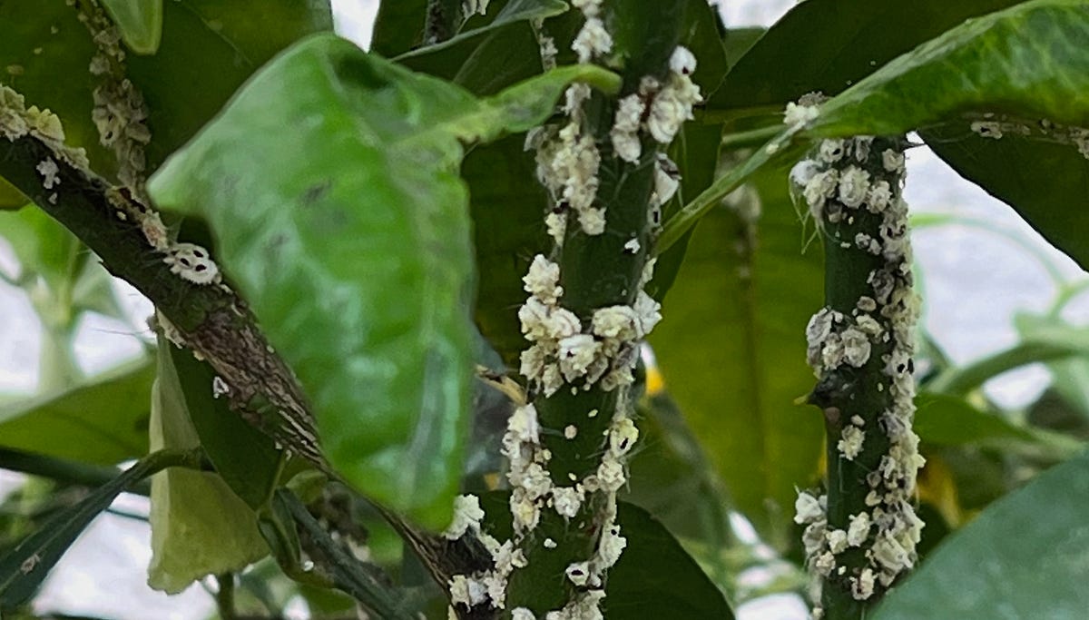 Ahoy Matey! You Have Barnacles on Your Citrus! | by William S. Willis ...