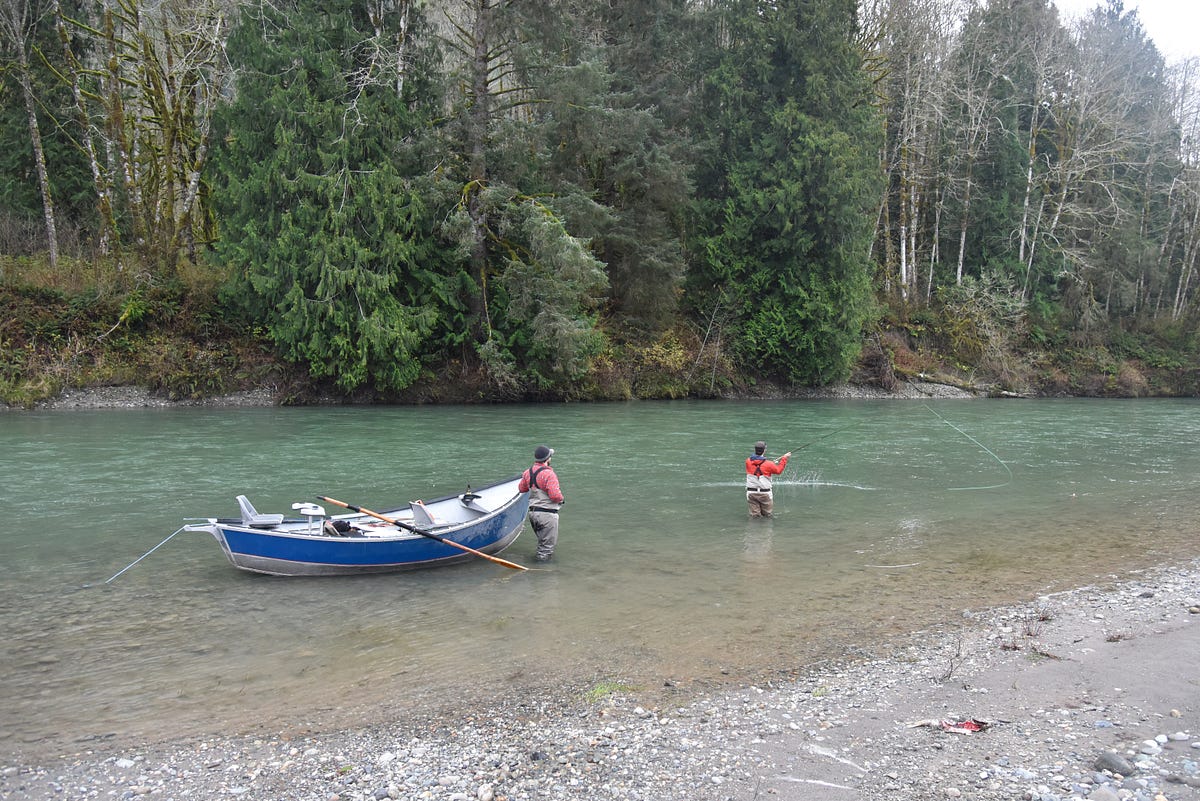 Updates on the Quicksilver Portfolio for Puget Sound steelhead | by The ...