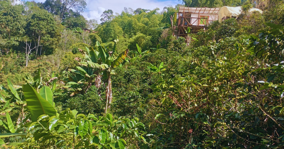 I Bought a Mini-Coffee Finca in Colombia | by Sara Burdick | Medium