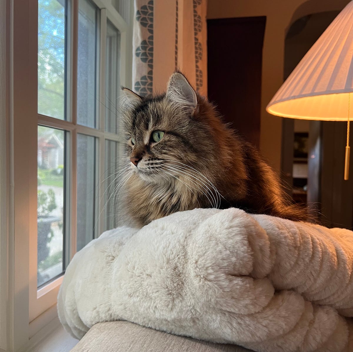 I Stole My Friends’ Cats’ Love — and You Can, Too | by Ellen Eastwood ...