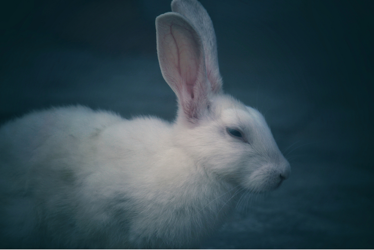 The Rabbit Troll - a Few Words - Medium