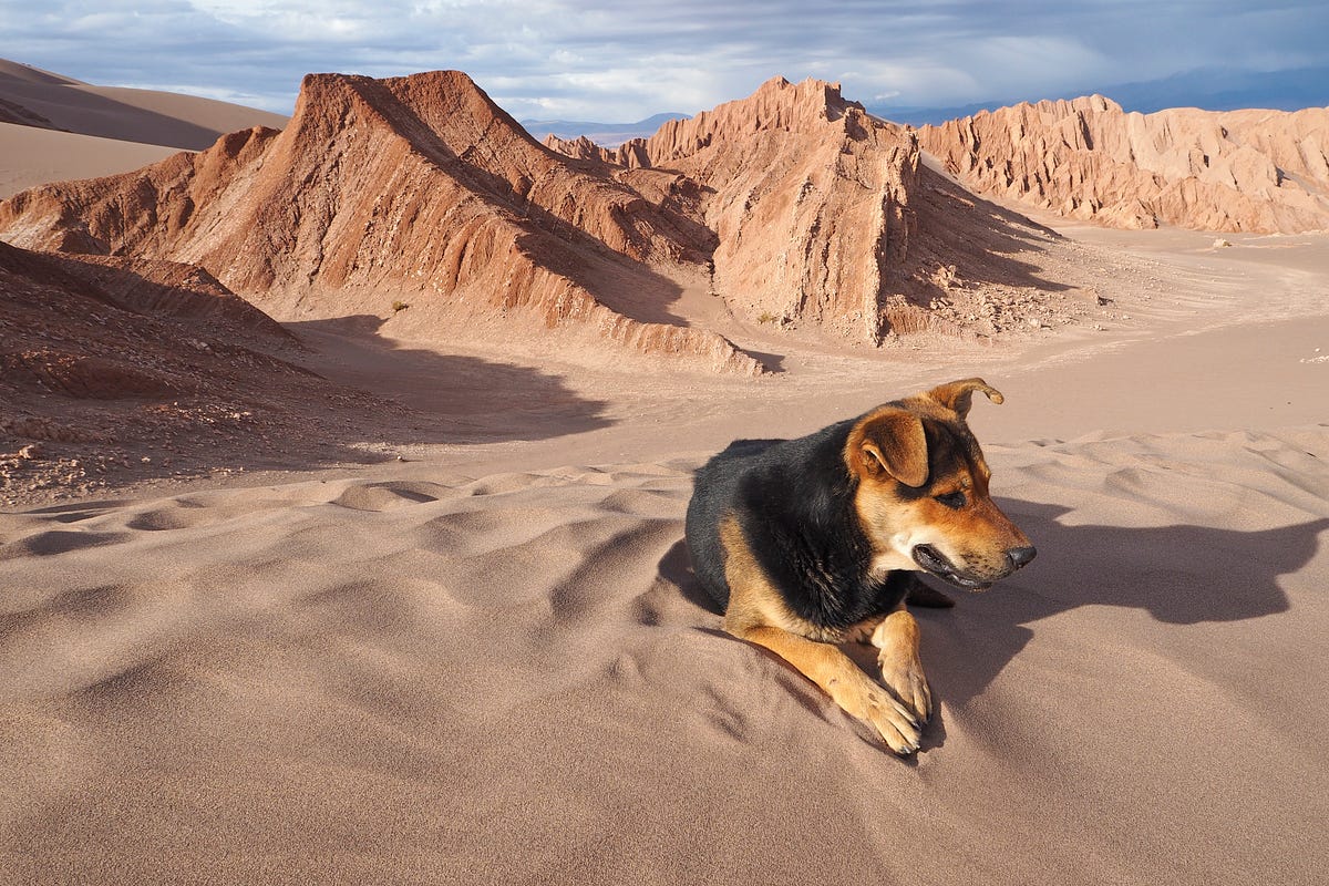 DOGS OF CHILE. There were dogs everywhere around… | by Jonathan Butler ...