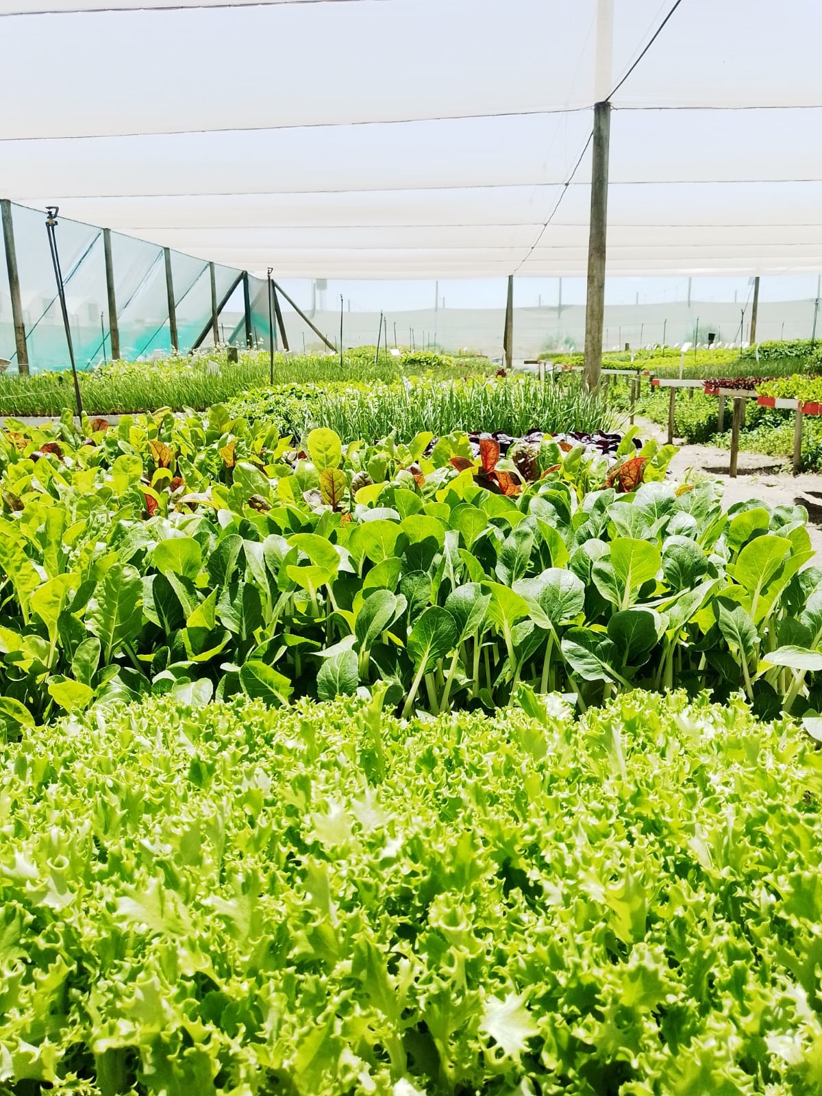 A Blooming Community: Tri Toad Nursery’s Seedling Donation Transforms ...