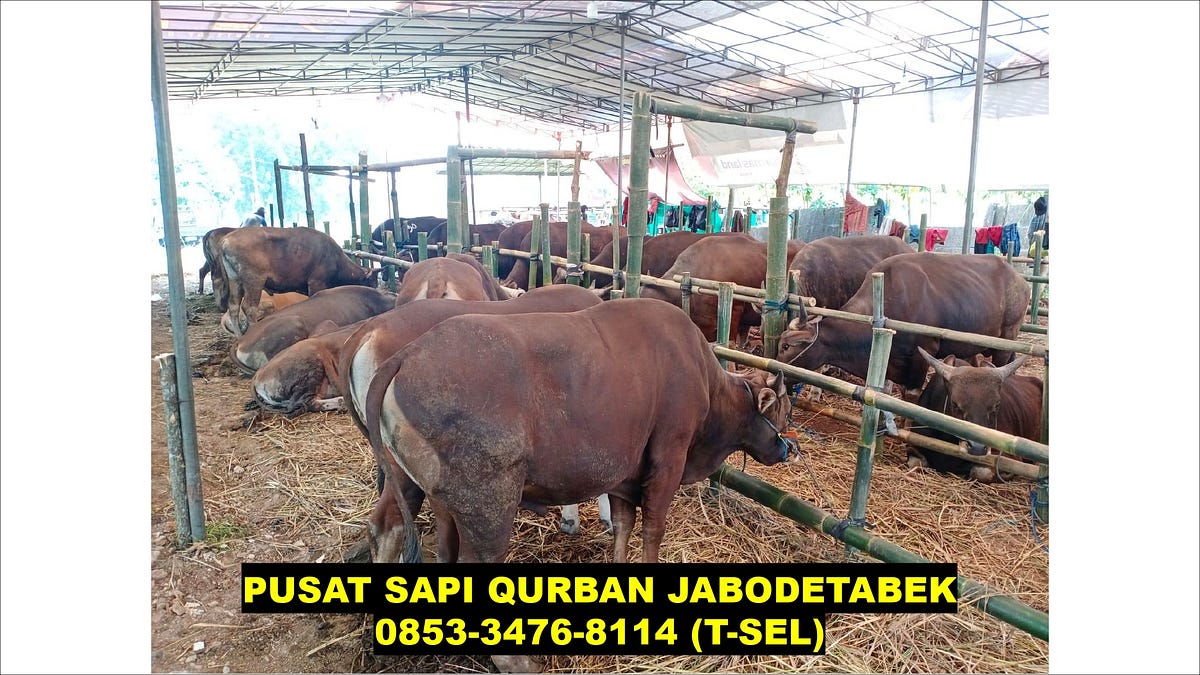 0853–3476–8114, Harga Hewan Qurban Terpercaya PARUNG PANJANG - sapi ...