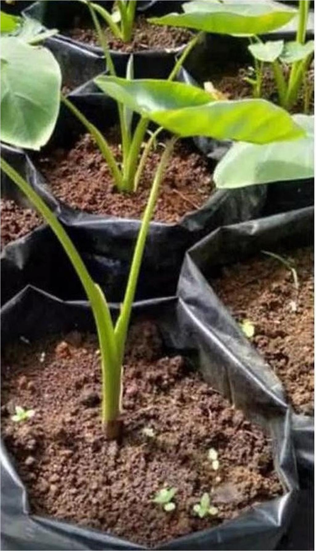Bibit Talas Jepang Terbaik Langka Satoimo Umbi Tunas Sumenep | by ...