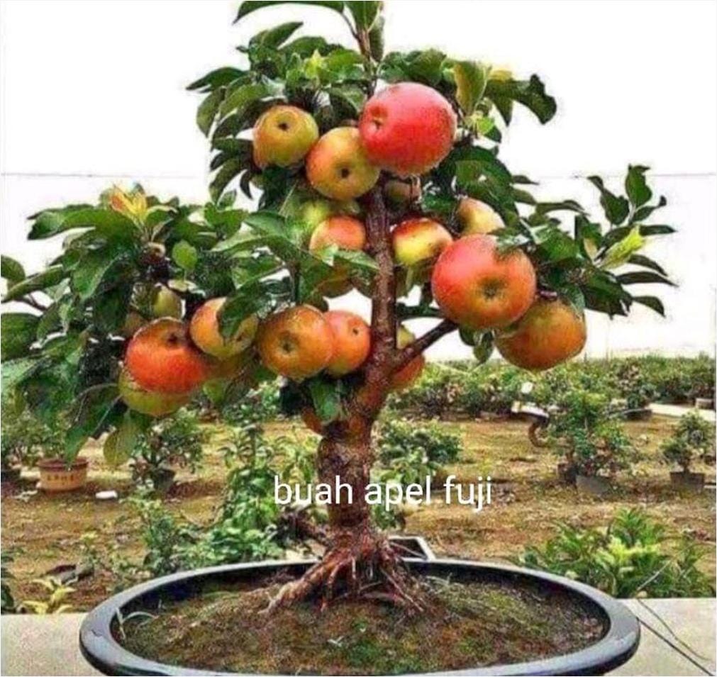Bibit Apel Fuji Asli Dari Cangkok Garut Terbaik | by Itangnursery | Medium