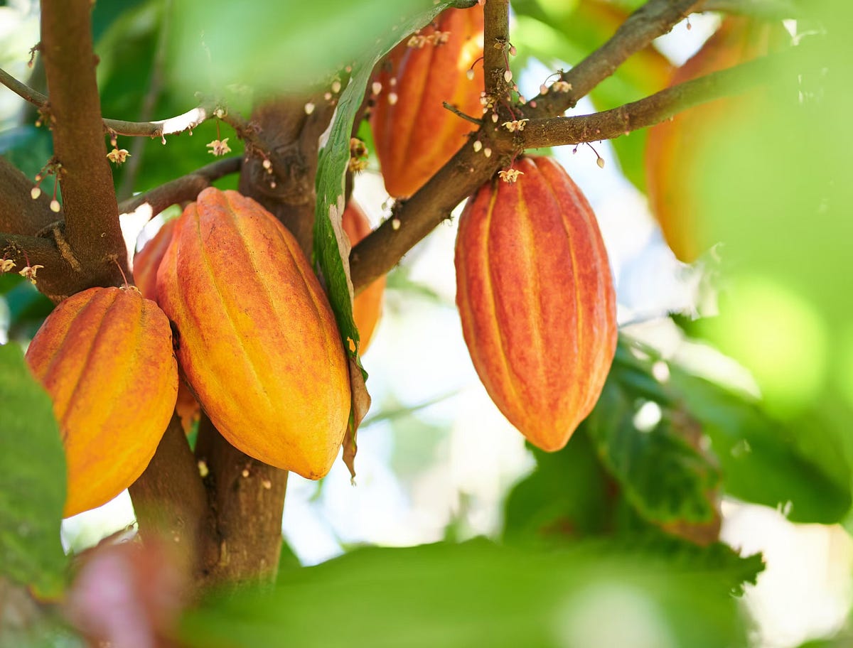 Cocoa Prices Could Explode: Here’s Why (and What Could Go Wrong) | by A ...
