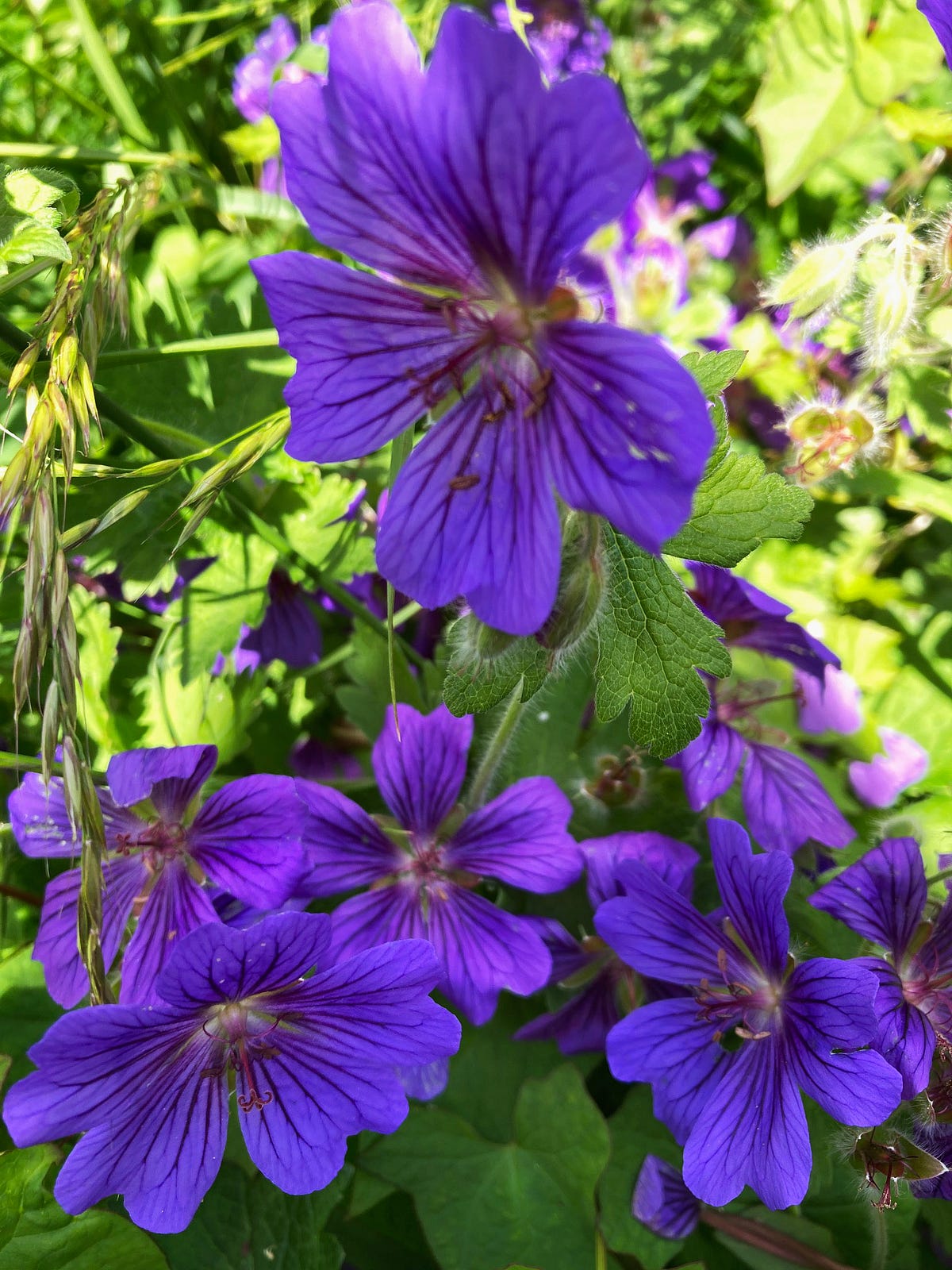 Heavenly Blue Hardy Geranium; Finding a Goat’s Head Hammer Box | by ...