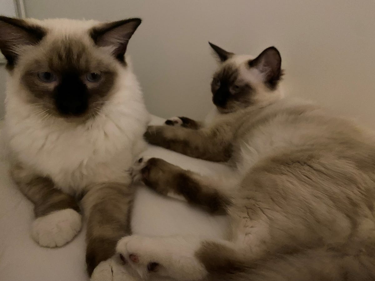 Crazy Cat Lady Comes Home. My kittens welcomed me even after I… | by ...
