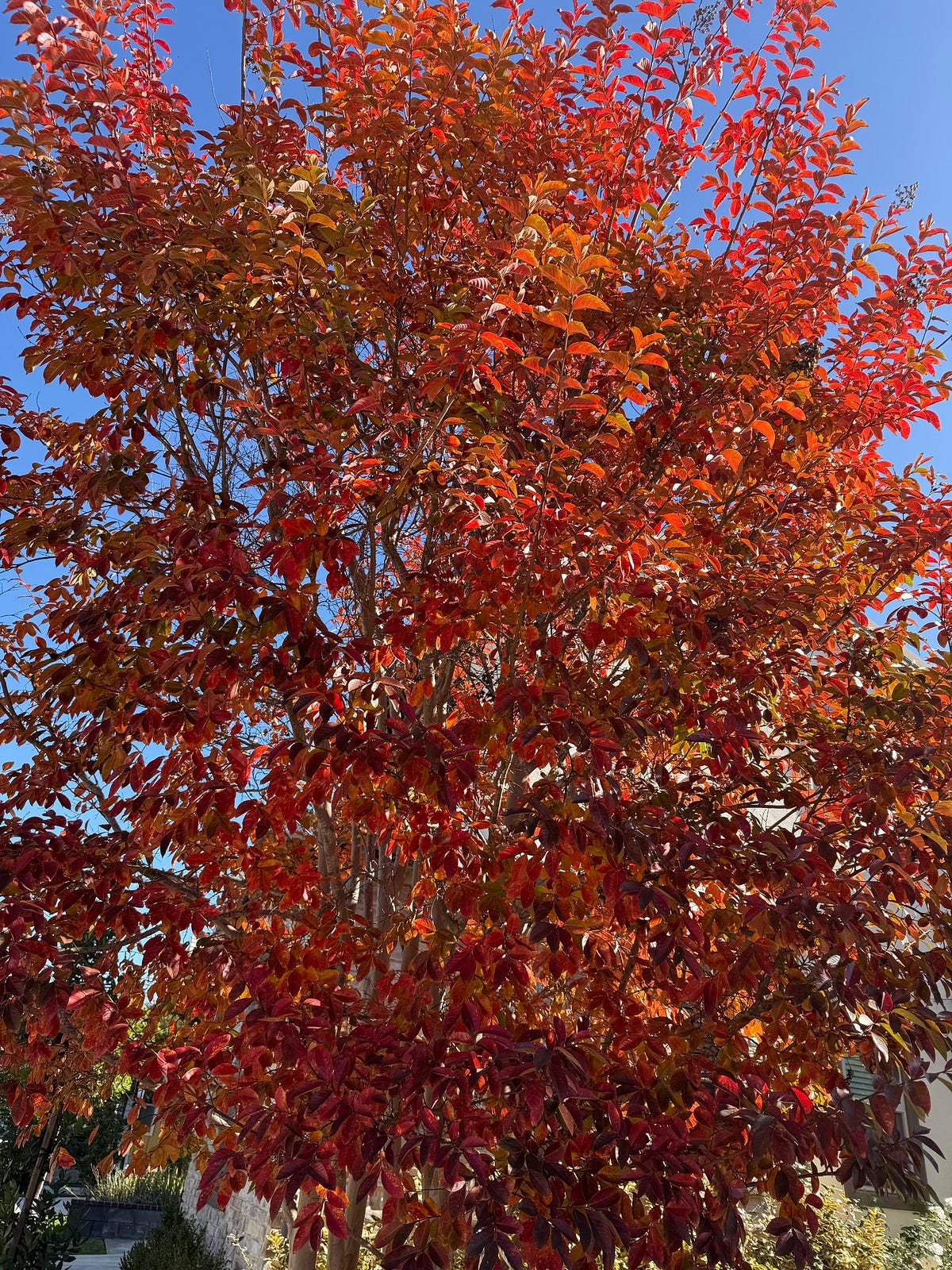 What Does Cold Do to Plants?. It makes them adjust in different ways! | by Dr. Seema Patel (PhD ...