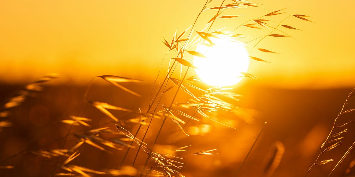 The First Straw. Like roses in a pill canister. I ask… | by Roman ...