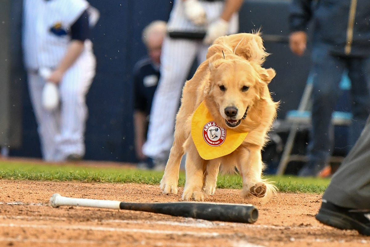 DASH RETRIEVES HIS FIRST BAT - Trenton Thunder Baseball - Medium