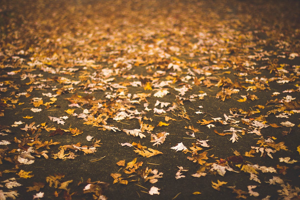 Easy Way To Optimize Your Web App With Tree Shaking. | by LUCKY AMADI ...