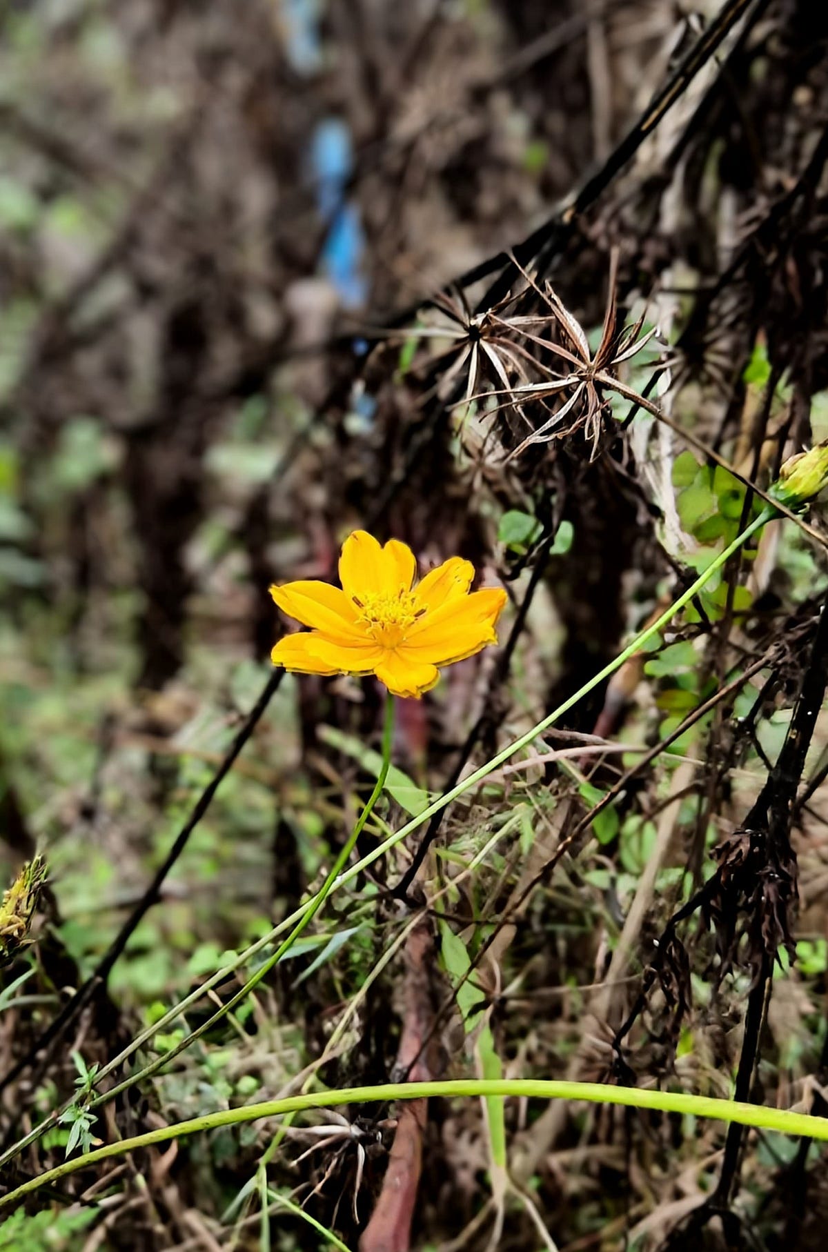 The Solitary Awakening. I feel trapped. Suffocated. | by Pronali ...