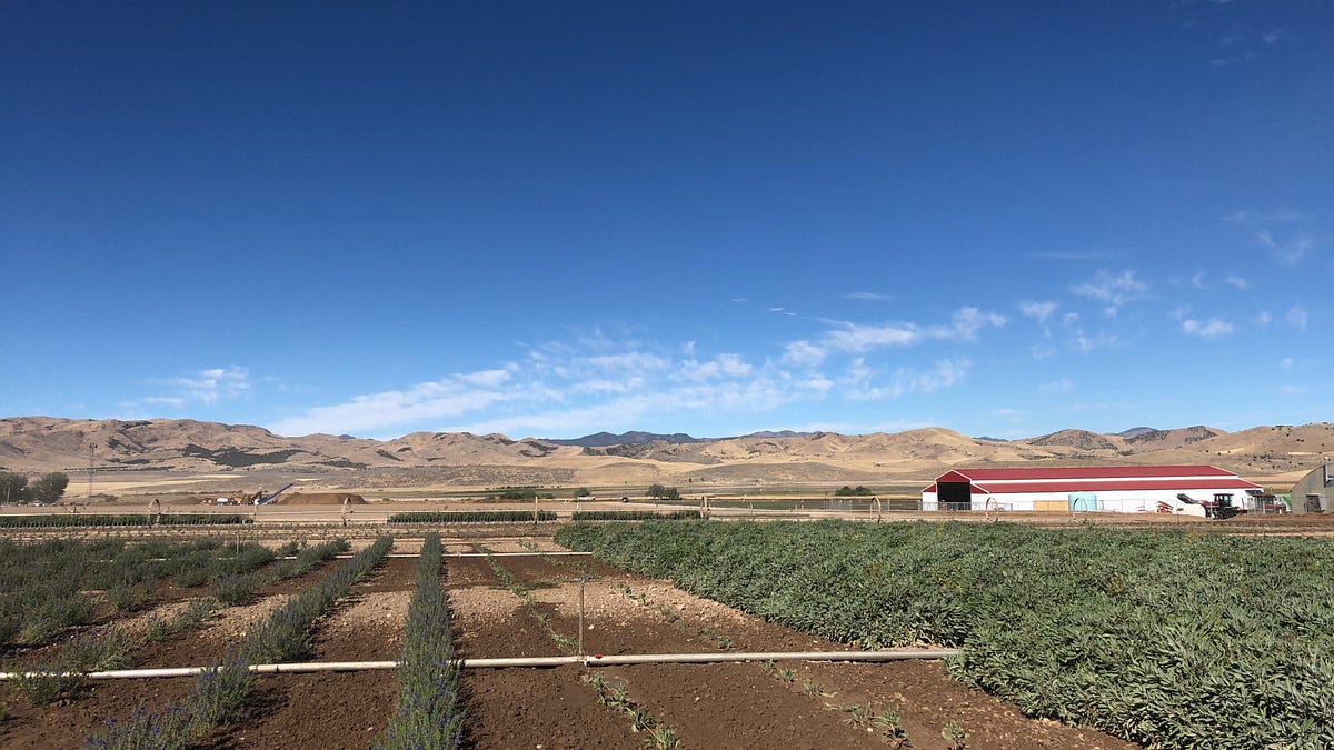 5 Arguments for Choosing Your Local Farmer Over the Supermarket | by Veronica Ealy | Medium