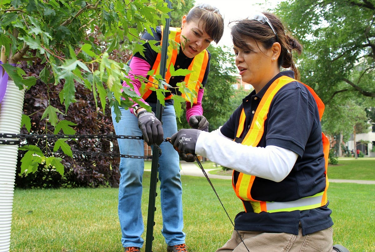 How to Plant Trees like a Professional | by The Quad | The Quad ...