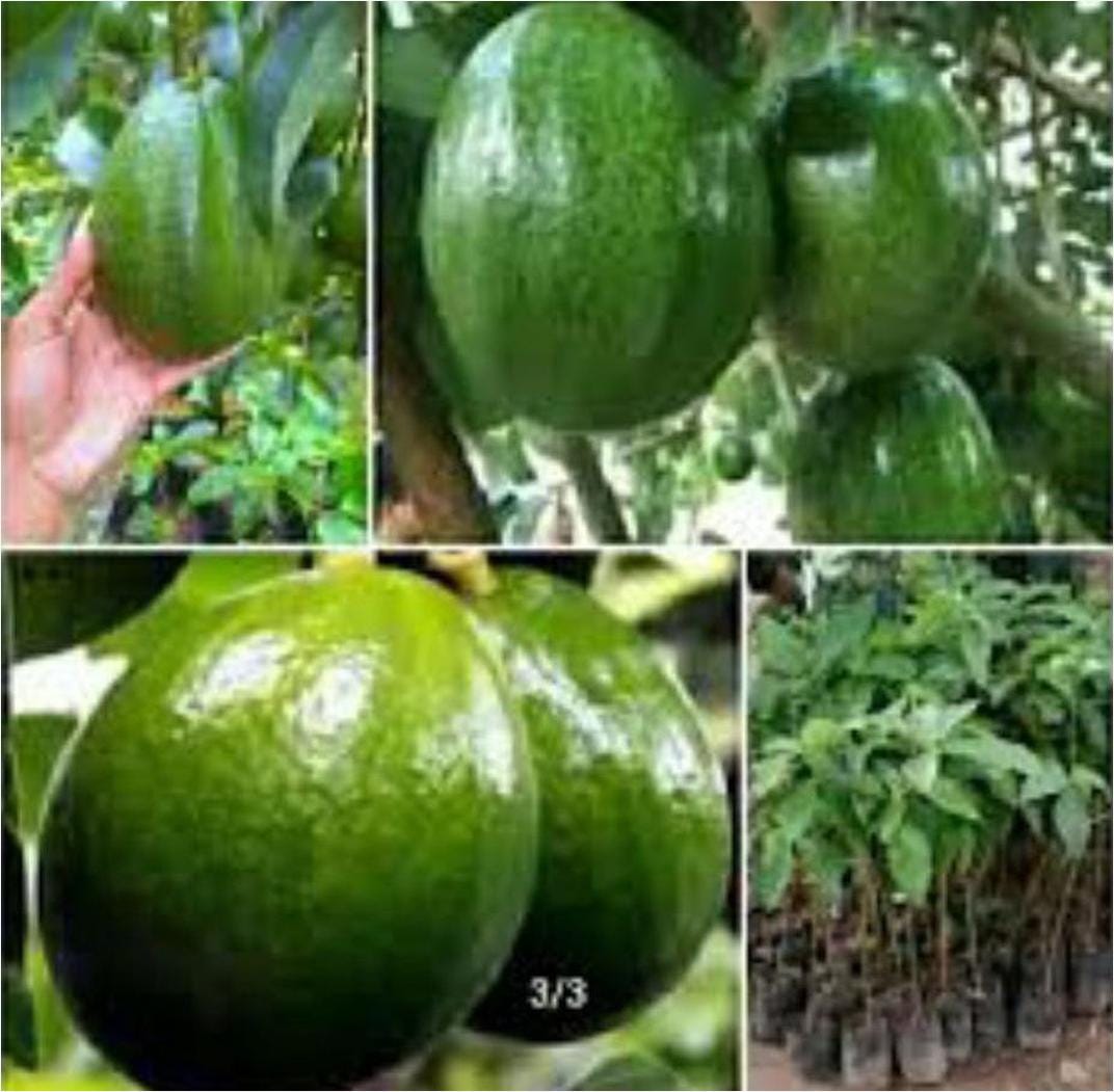 Bibit Alpukat Markus Jumbo — Buah Cianjur Berkualitas | by Damarplantys ...