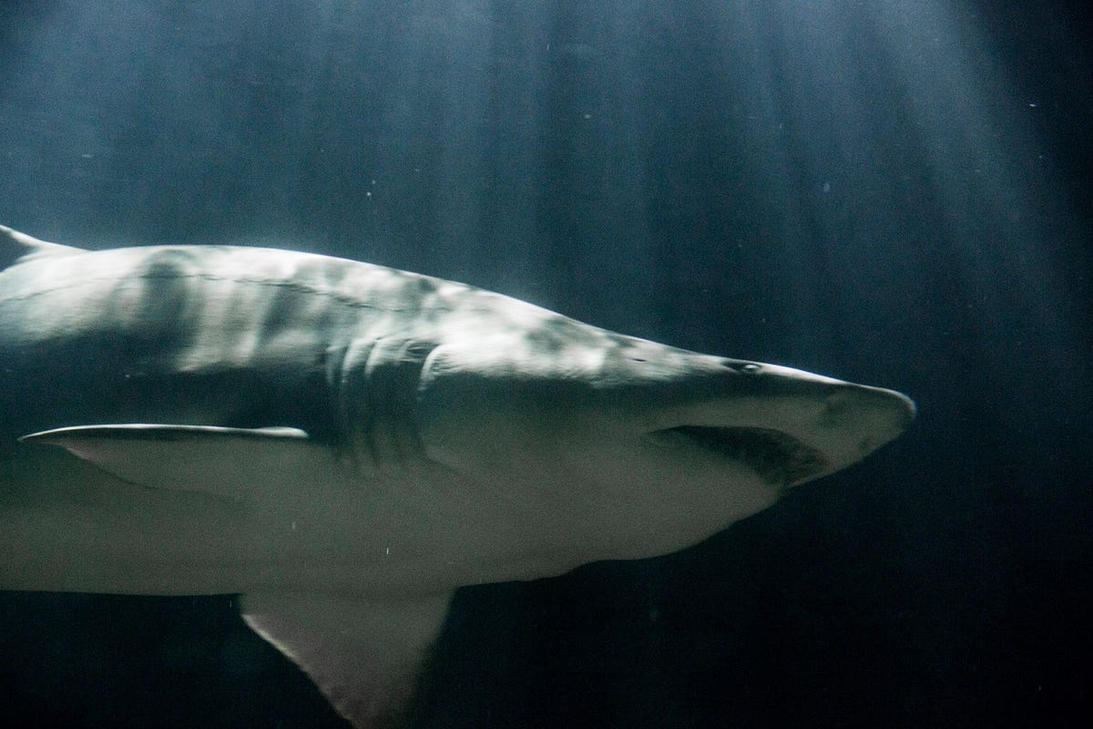 Buffer Overflow — Spiking Buffer Overflow Spiking Is A Form Of By Shark Medium