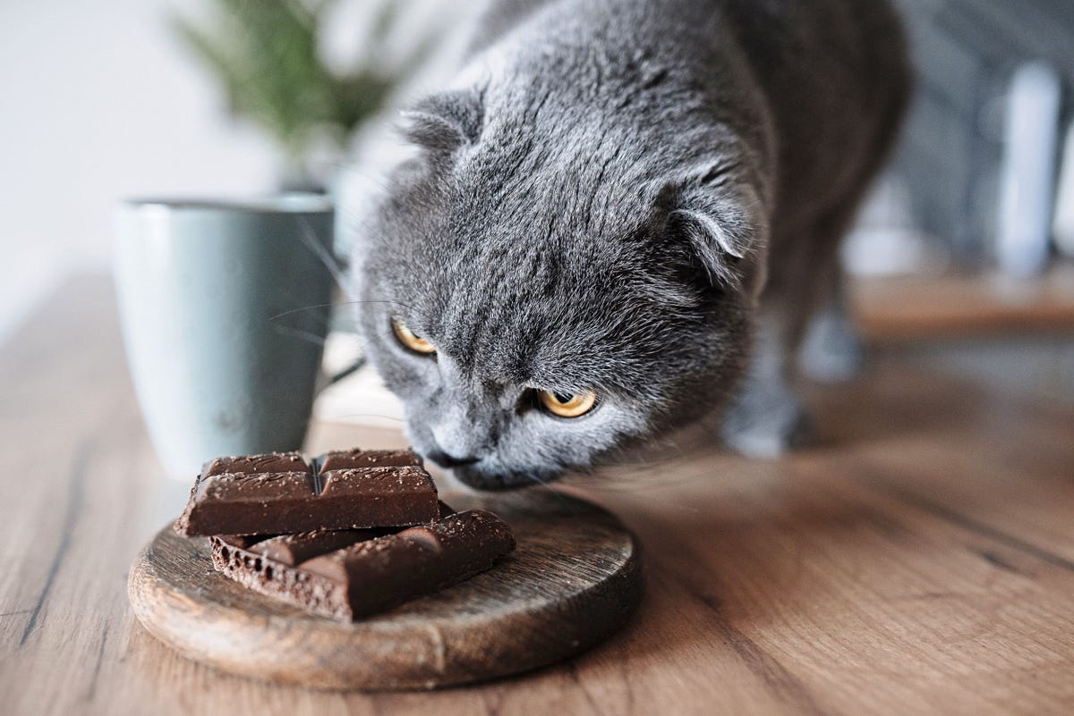 Is Chocolate Toxic To Cats?. Yes, chocolate can be toxic to cats… | by ...