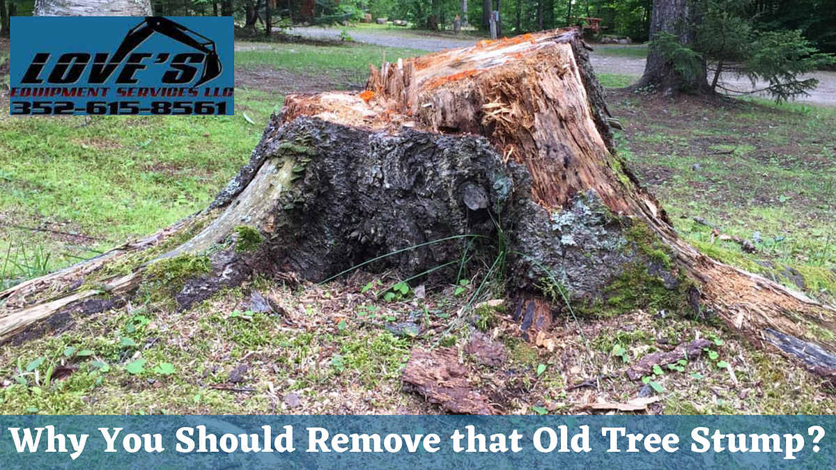 Why You Should Remove that Old Tree Stump? - Andrew Love's Equipment ...