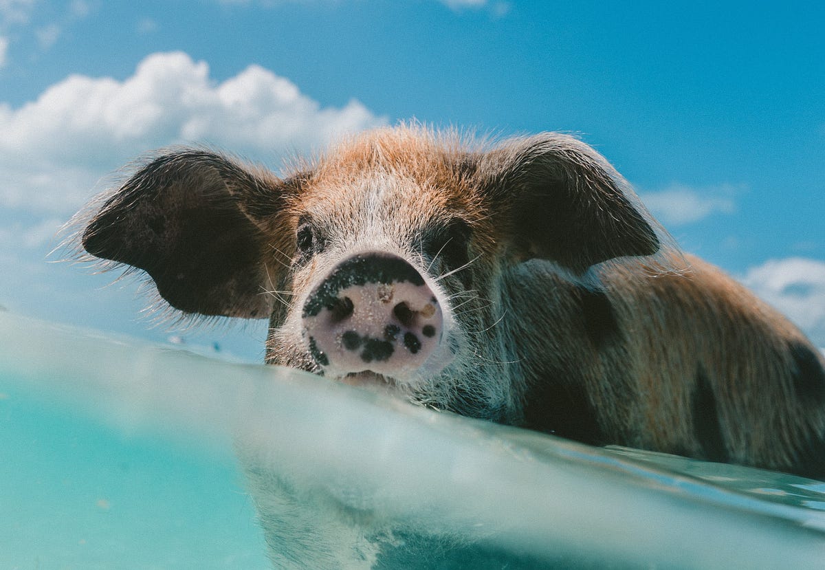 Why Parameter Sniffing Hurts Your SQL Query Performance | by Bert Wagner | HackerNoon.com | Medium