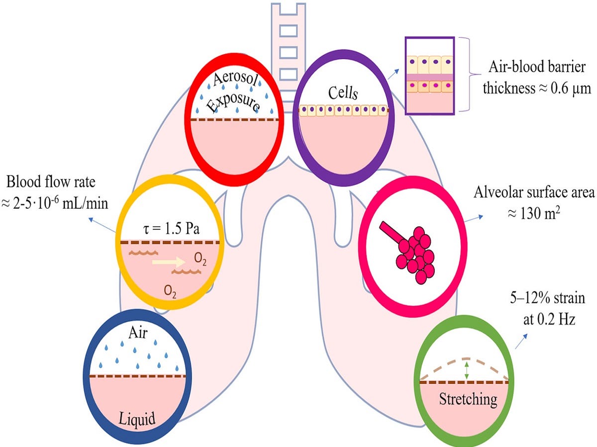 In Vitro Lung Model Market to Expand at An Amazing Rate by 2024 ...