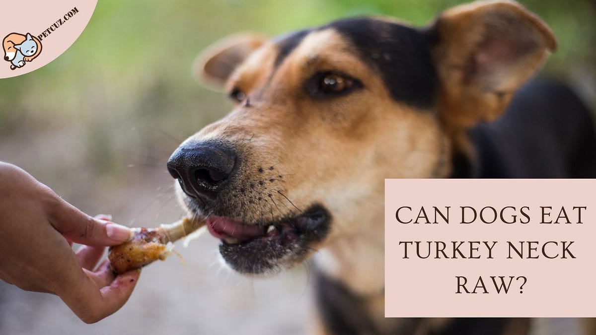 Can Dogs Eat Turkey Neck Raw: Benefits & Risks - Jennifer Christina ...