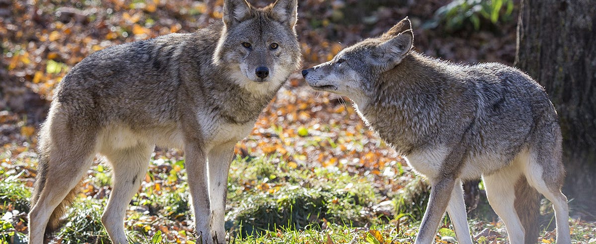 Coyote Removal Services In Austin | AAAC Wildlife Removal | by ...