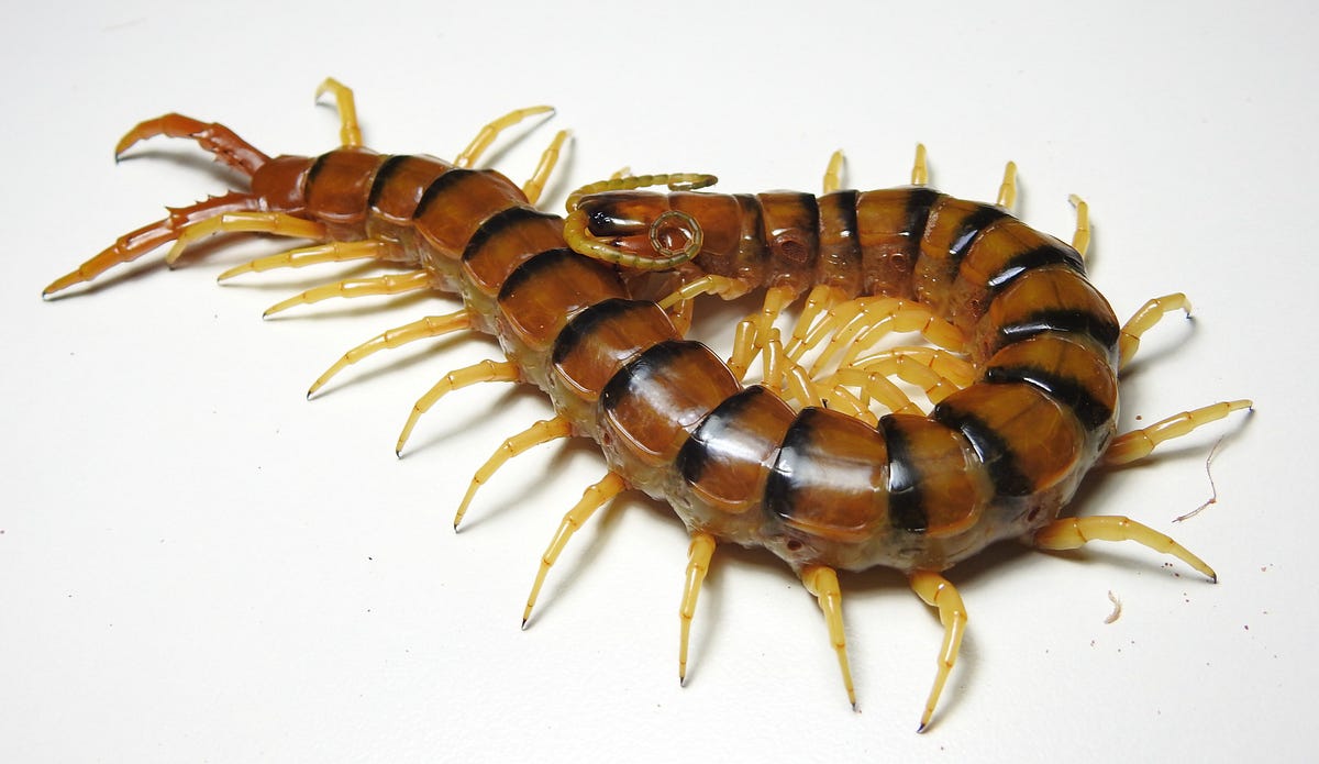 Oh Dang, A Medium Post about Centipedes - M Pierce - Medium
