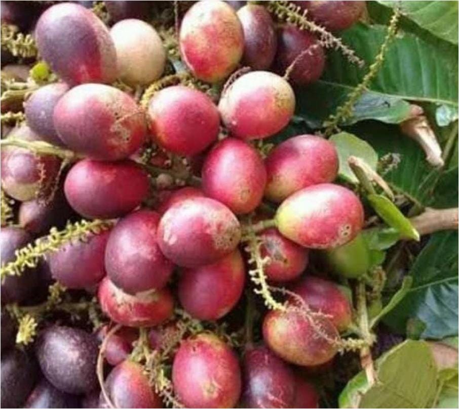 Bibit Matoa Buah Super Unggul Buleleng | by Jasmin Buah | Medium