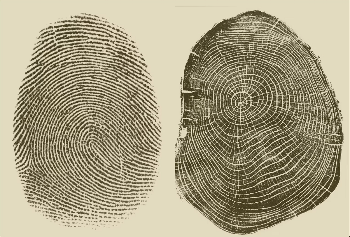 Susurros de caoba. Erik Linton | by Sofía De León Guedes | Medium