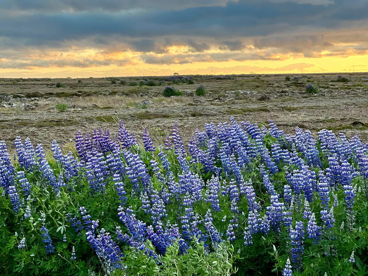 Top 5 Reasons to Experience Iceland’s Summer | by Edi Parnala | Medium