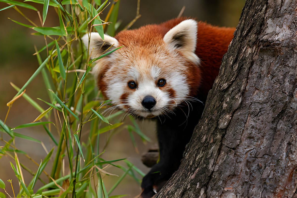 “Life of the Red Panda”. Red Panda is a rare animal. They live… | by ...