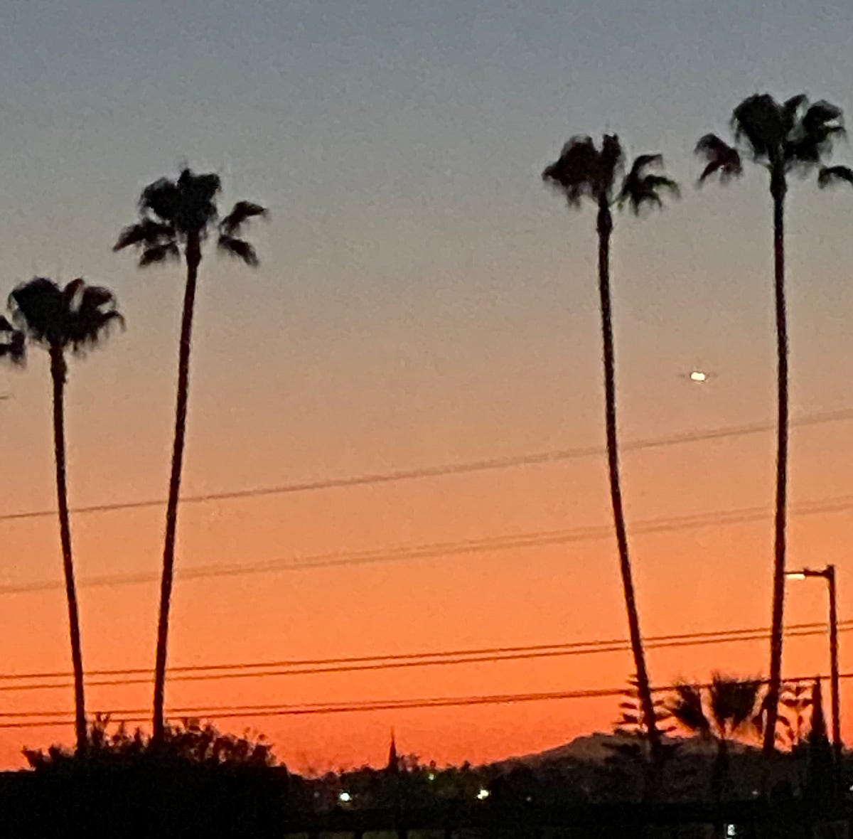 Blessed Red - Richard Palmquist, DVM GDVCHM CCHVM - Medium