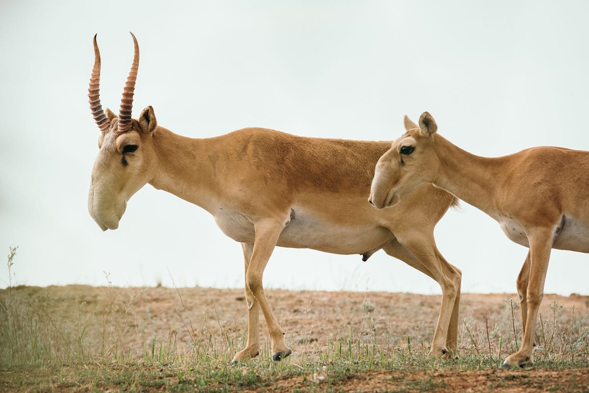 The Saiga Antelope Head