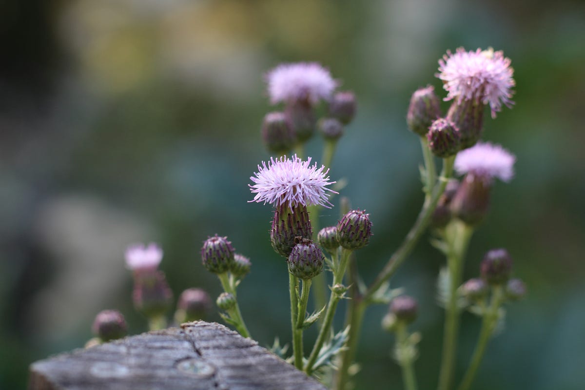 Presence. On Bits of Beauty | by Sylph Hemery | Chalkboard | Medium