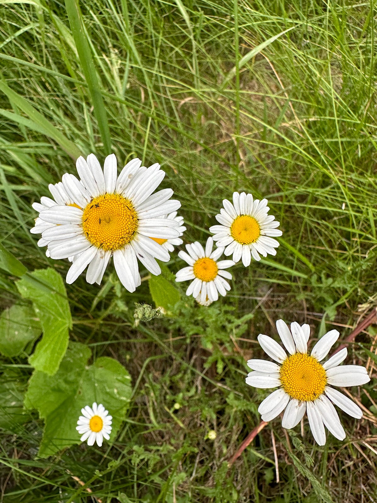 Plants can teach us lessons about life…🌼 | by Raechel “Rael Thymes ...