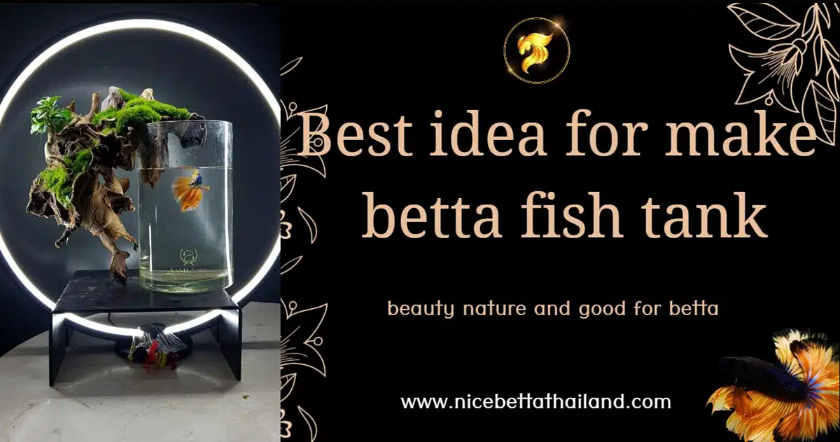 Best idea for make betta fish tank - Nice Betta Thailand - Medium