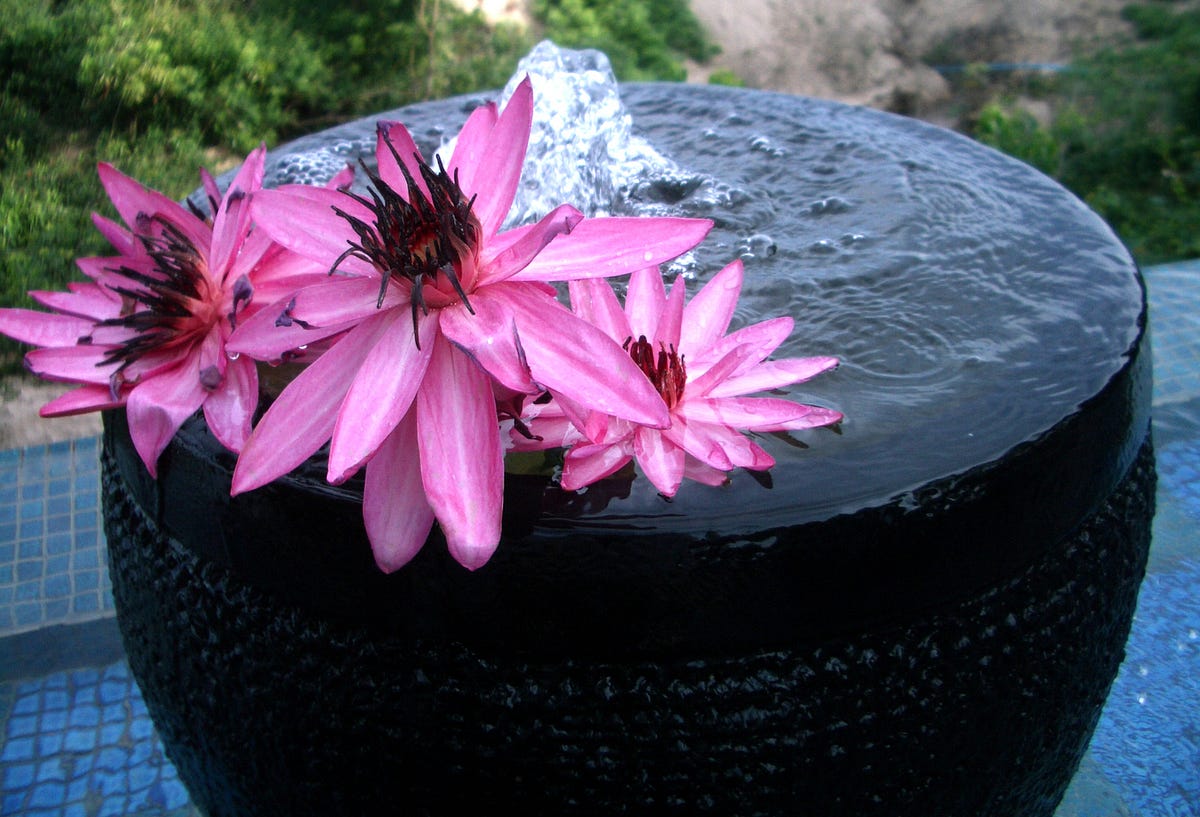 A Lotus Can’t Grow Without Mud. In Buddhism there is often mention of ...