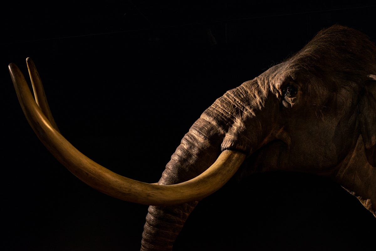 10 Reasons Why We Need To Bring The Wooly Mammoth Back ASAP | by John ...