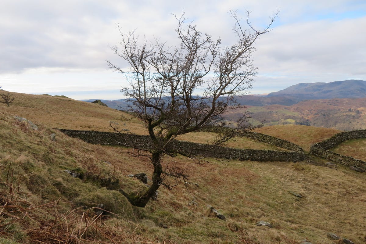 The enigmatic hawthorn. Introduction | by Richard Villar | Medium