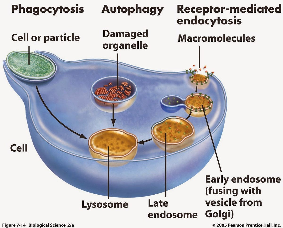 Lysosomes. (Introduction, Structure and function) | by Nazrahussain ...