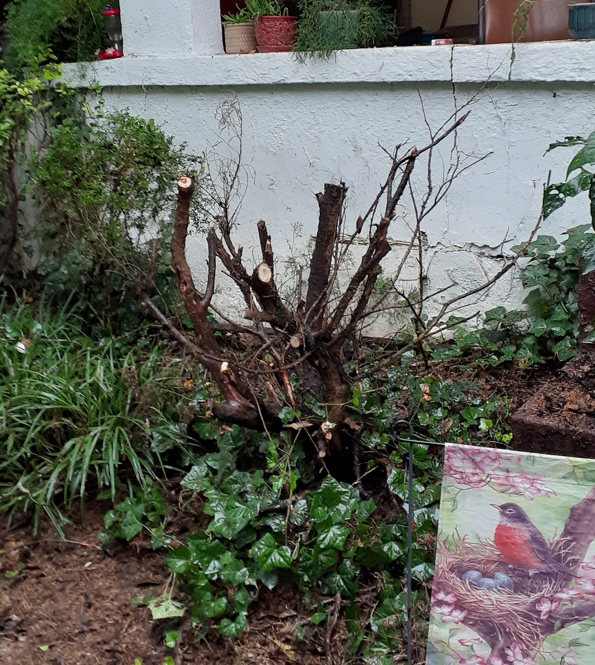 Death of a Muse. A Poem for The Juniper | by Rhonda Marrone | Weeds ...