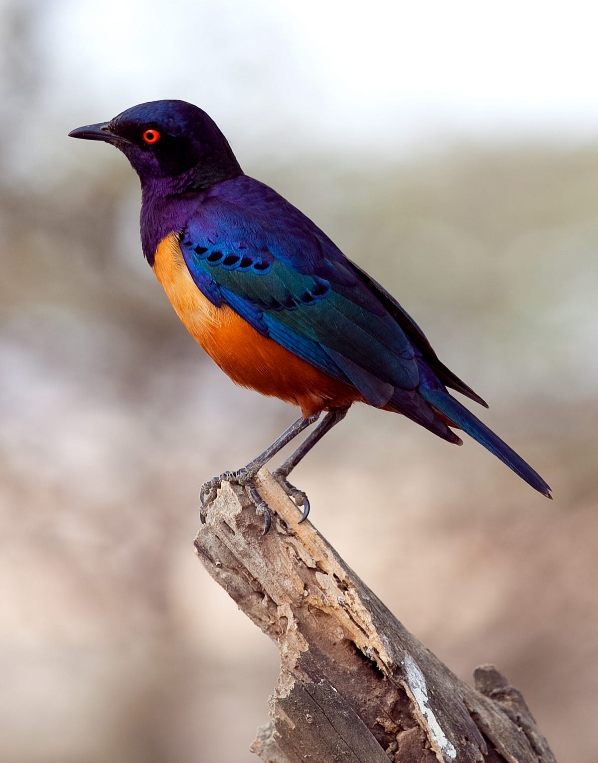 Talia And The Net Of Wings. Talia the starling was rowdy and… | by Mr ...