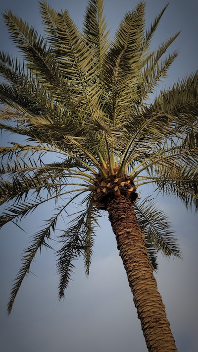 Don’t throw the seed the next time you eat an Ajwa date | by Mohammed ...