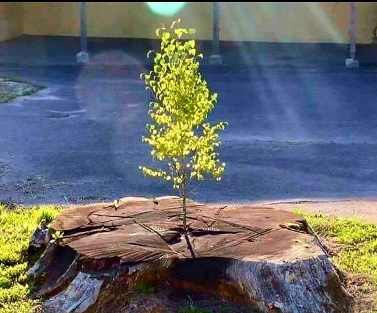DETERMINATION AND PERSEVERANCE. To persevere is to continue in a course ...