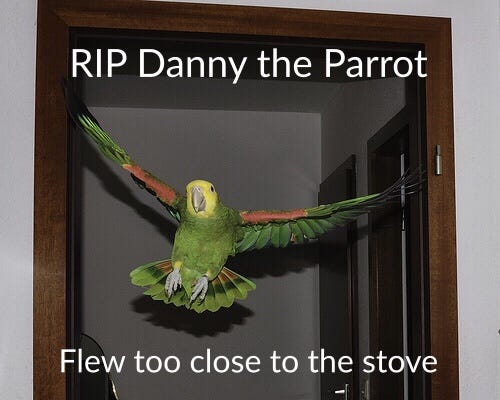 The Eight Stages of Grief After Your Parrot Flies Behind the Stove | by ...