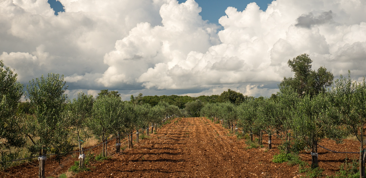 Croatian Olive Oil is the Best in the World | by T.H. Lee | Digital ...