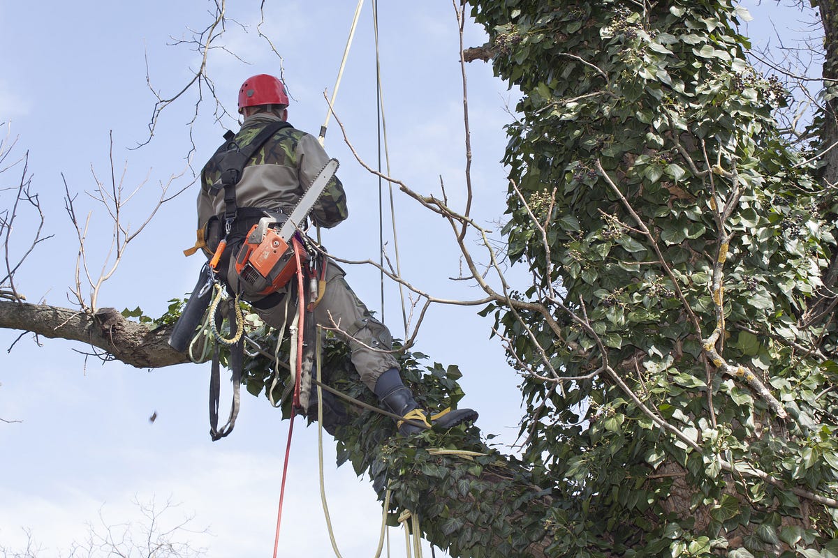 Learn About the Most Frequently Asked Tree Care Questions | by Heather ...