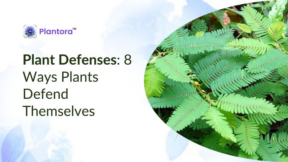 How do Plant Defend Themselves From Various Natural Threats? | by ...